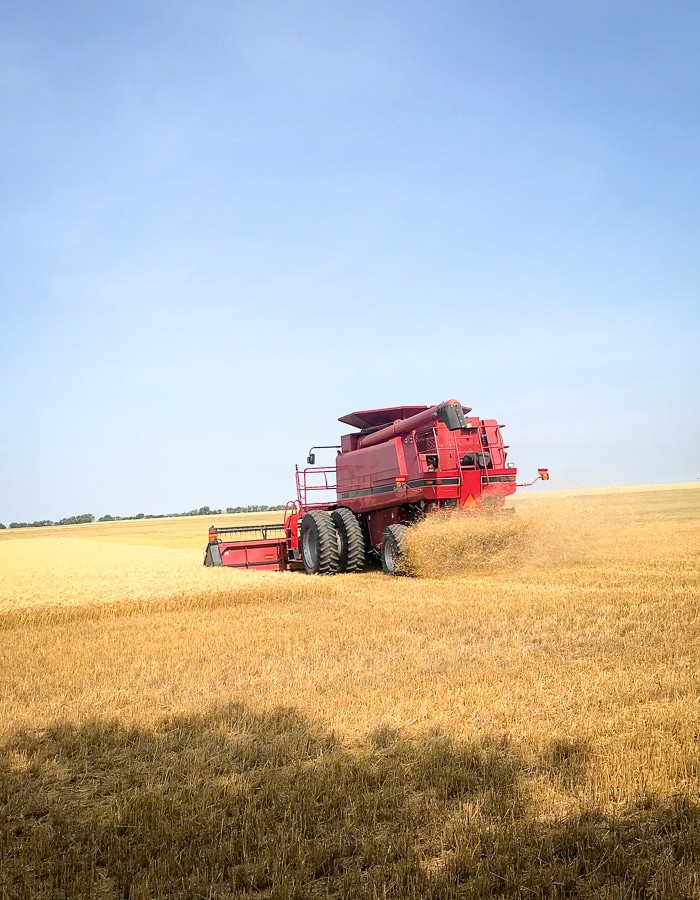 The Process of Wheat: From Field, to Mill, to the Flour we Bake With ...