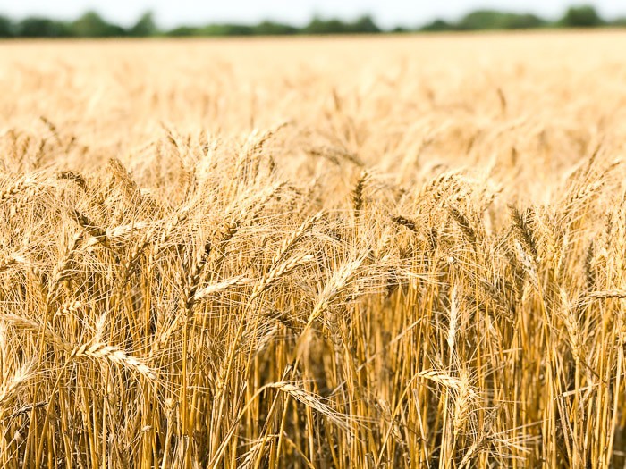 The Process of Wheat: From Field, to Mill, to the Flour we Bake With ...